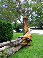 Storm damage - Maintenance - Landscape plants - Edward F. Gilman - UF/IFAS
