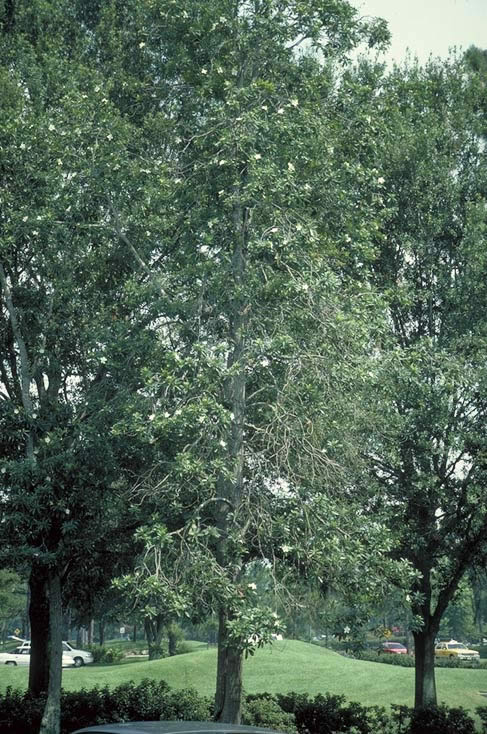 Loblolly Bay - Tree selection - Landscape plants - Edward F. Gilman ...